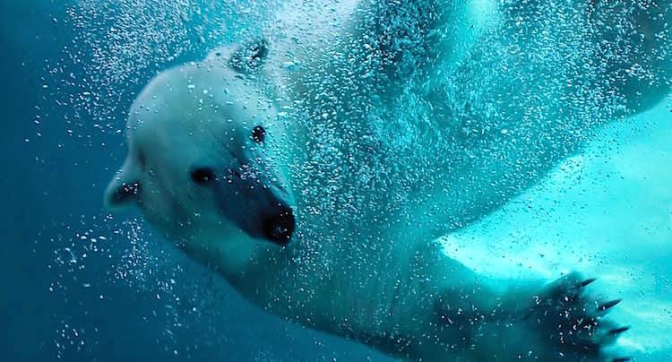 Zoo Emmen Gutschein 2022