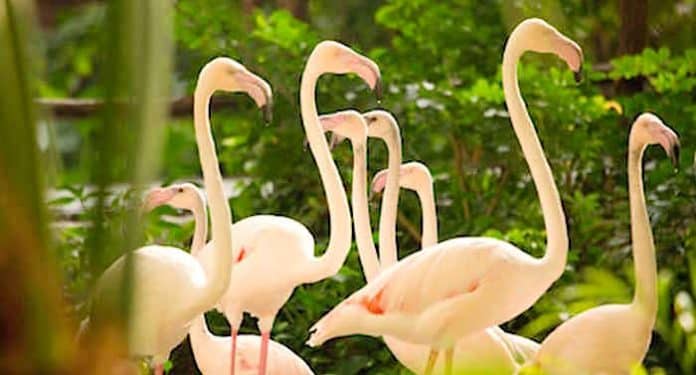 TROPICAL ISLANDS Gutschein 2 für 1 Coupon Tickets mit Rabatt