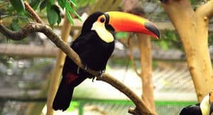2 Für 1 Gutschein Vogelpark Walsrode Zum Ausdrucken