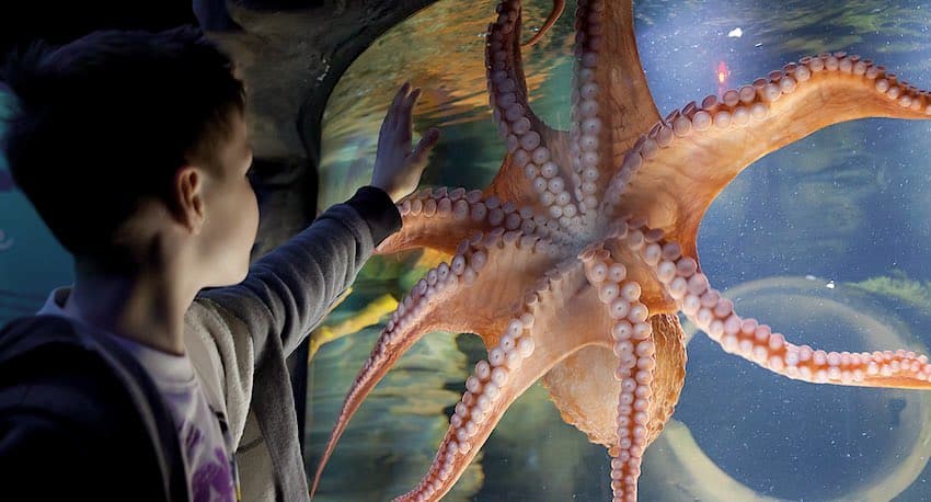 Sea Life Rabatt 2 Fur 1 2024