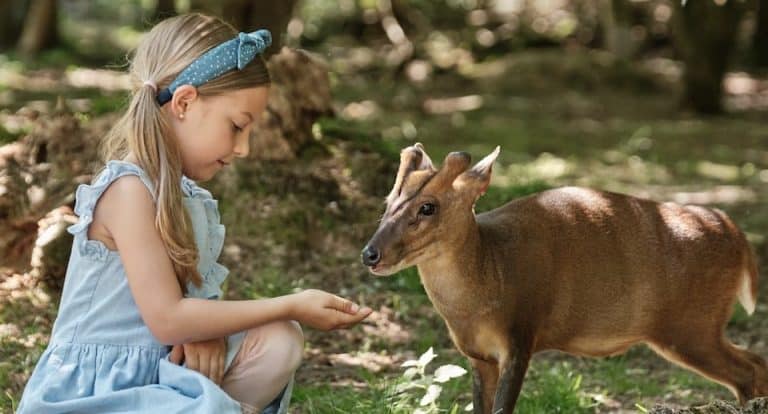 Erlebnispark Tripsdrill Gutschein 2 für 1 Coupon Tickets mit Rabatt